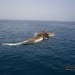 Iranian vessel found a strange creature in the Persian Gulf - The Black ...