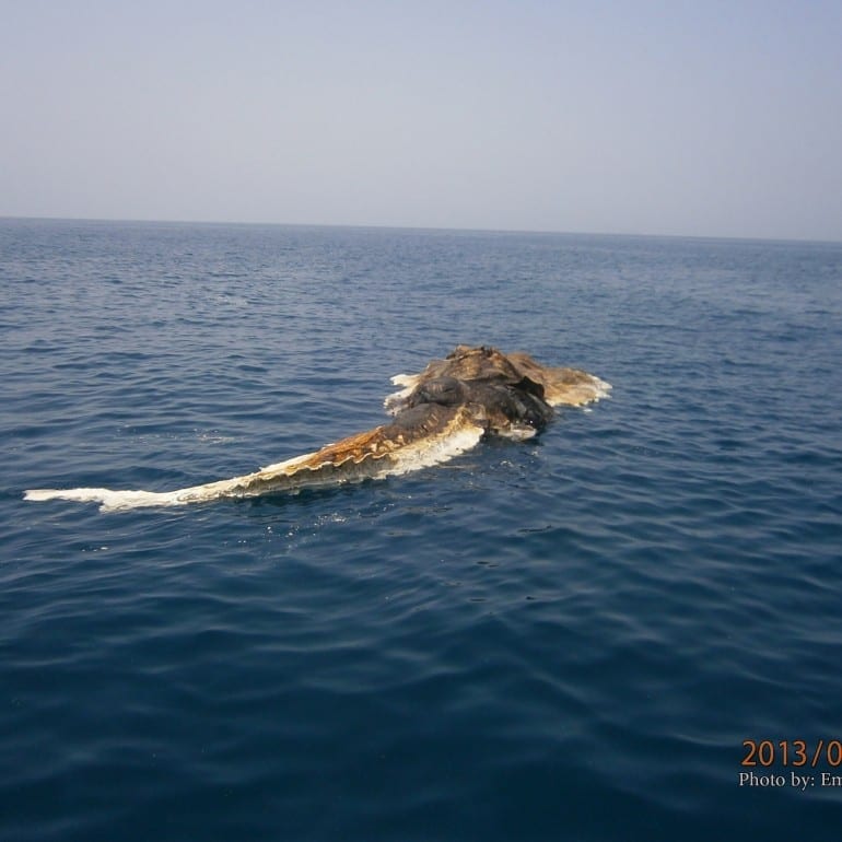Iranian vessel found a strange creature in the Persian Gulf - The Black ...